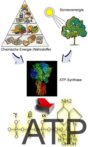 Home Page Boris Feniouk|Atp Synthase|Grundlagen